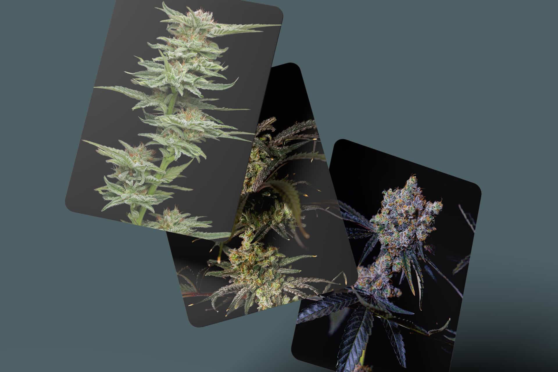 Medicinal Cannabis – New Varieties Just Arrived in Australia - Biortica ...